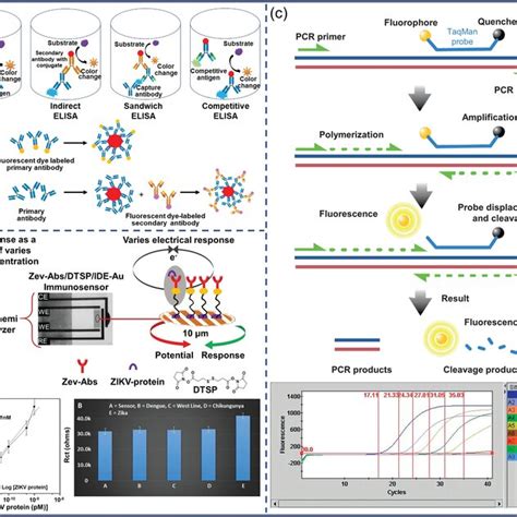 Laboratory‐based Virus Detection Schematic Diagram Of The Basic Download Scientific Diagram