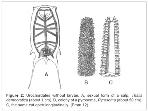 Cell Developmental Urochordates Without Larvae