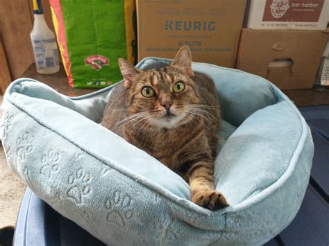 My Fiona Has Abnormal Masses In Her Bladder The Plan Is For Surgical Biopsy And Likely Chemo