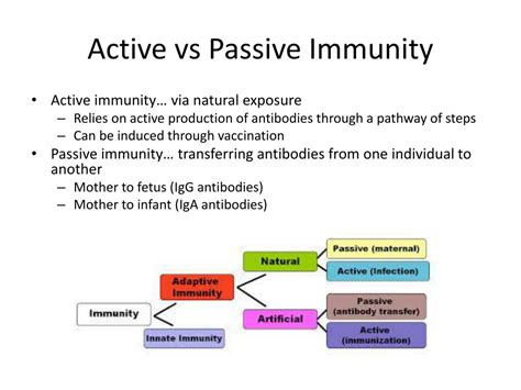Ppt Immune Response Powerpoint Presentation Free Download Id1958278