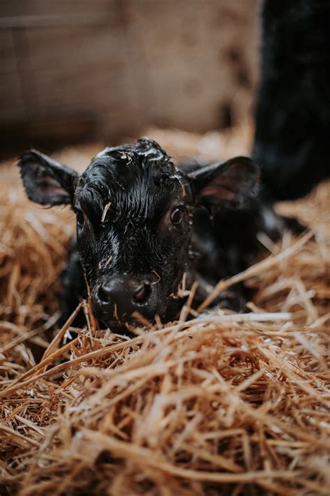 New Borns