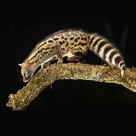 Genet Cat Experience Africa Hunting With Marvel Africa