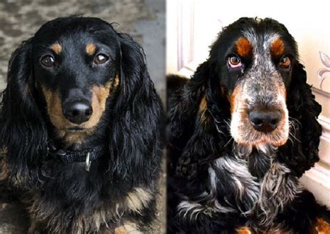 Docker The Charming Cocker Spaniel Dachshund Mix Combining The Best Of
