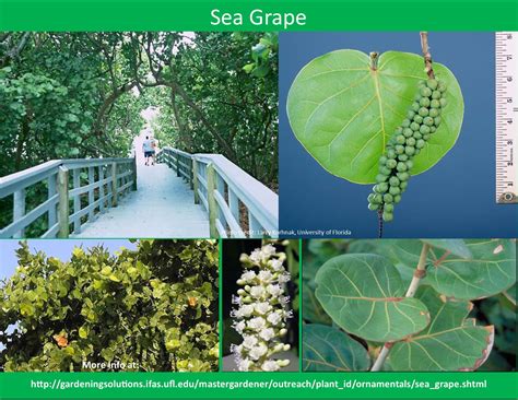 Coasts And Marine Archives Ufifas Extension Manatee County