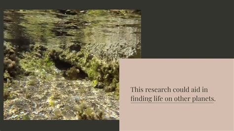 Ancient Glacial Viruses Reveal Hidden Secrets Of Earths Climate Evolution