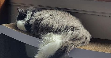 Elmo Has One While Sleeping Rkittyhasaquestion