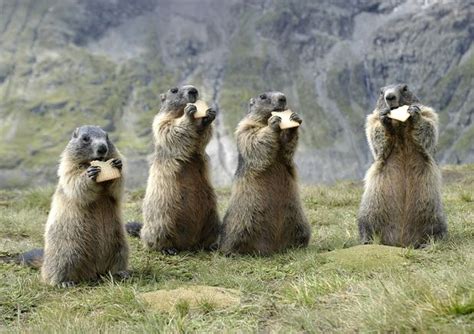 Cute Alpine Marmots Spotted Nibbling On Biscuits Lifestyle Blog Reveal