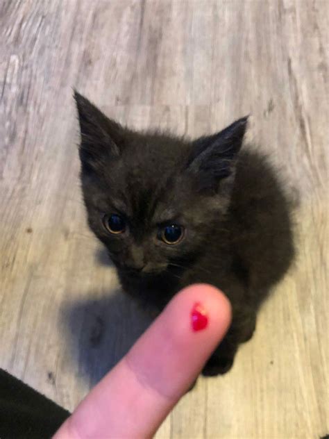 Asshole Aww