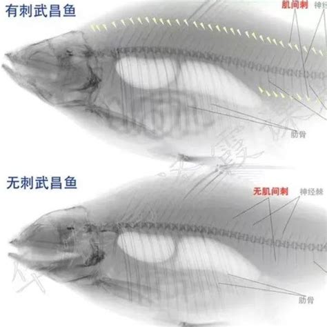 华中农业大学繁育出 无刺鱼”：有望大规模推广 知乎