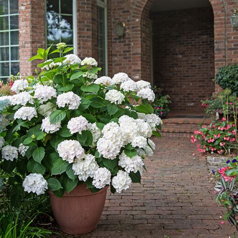 Hydrangea Macrophylla Blushing Bride ~ Endless Summer® Blushing Brid