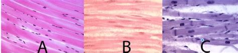 Bio 161 Exam 4 Flashcards Quizlet