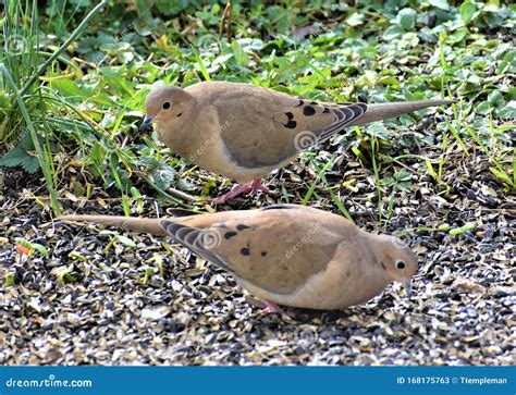 Mourning Doves Feeding On Sunflower Seeds In Back Yard 2 Stock Image