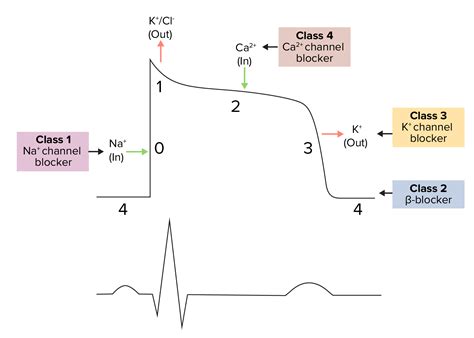 Class 2 Antiarrhythmic Drugs Beta Blockers Concise Medical Knowledge