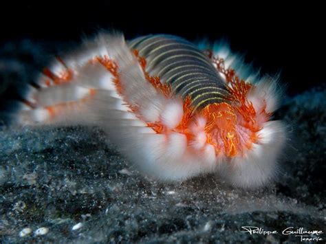 Delve Deep Into Bearded Fireworms Safety Measures And Fascinating Finds Whats That Bug