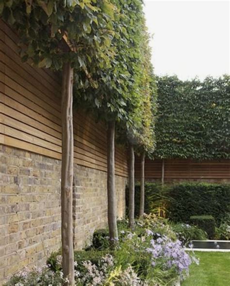 Pleached Trees In Formal Chic City Garden Tree Screening Pleached