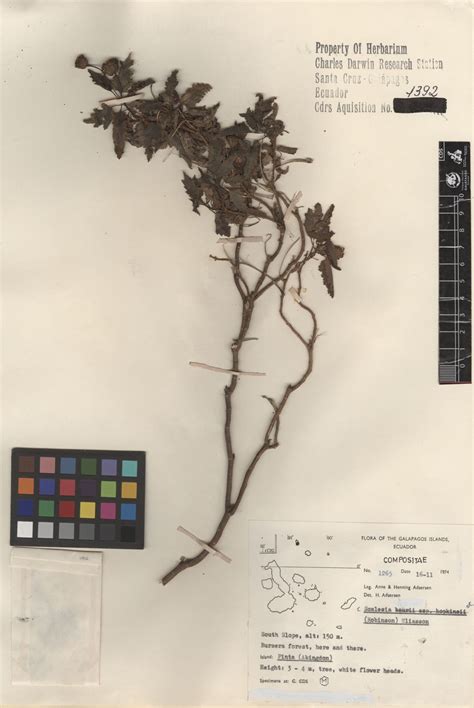 Scalesia Baurii Subsp Hopkinsii