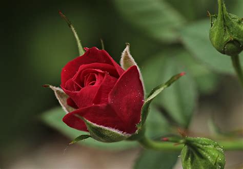 Top Tips For Growing Roses Earth Cycle
