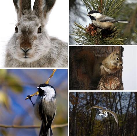 Were About To Lose More Than Trees In Brentwood My Father Is A