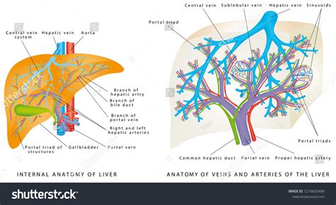 Hepatic Portal System Liver