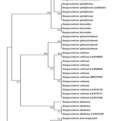 kimura 2 parameter distance maximum likelihood tree analyses based on