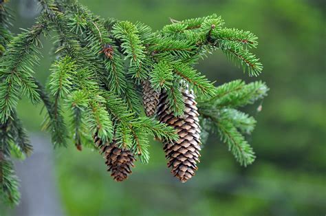 Spruce Cones Pine Tree Free Photo On Pixabay Pixabay
