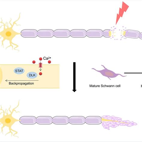 Multifunctional Tetrahedral Framework Nucleic Acids System Enhances Download Scientific Diagram