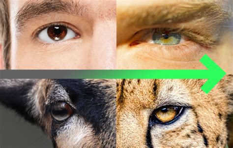Predator Eyes Vs Prey Eyes Human Amifity