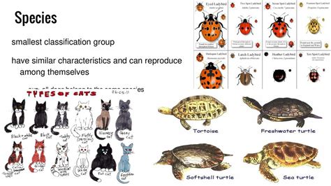 What Is The Smallest Classification Group At Richard Brundage Blog
