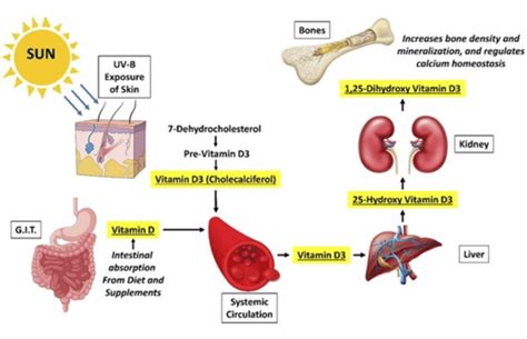 Vitamin D Deficiency Effects On Bone And Dental Health