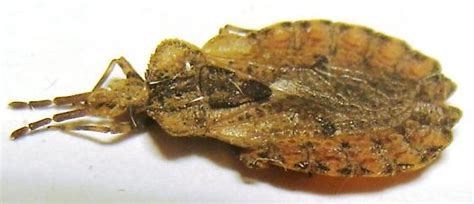 Flat Bug Aradus Linsleyi Bugguidenet