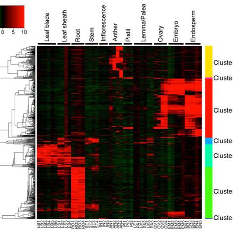 Samples Used In Spatiotemporal Gene Expression Profiling Download Table