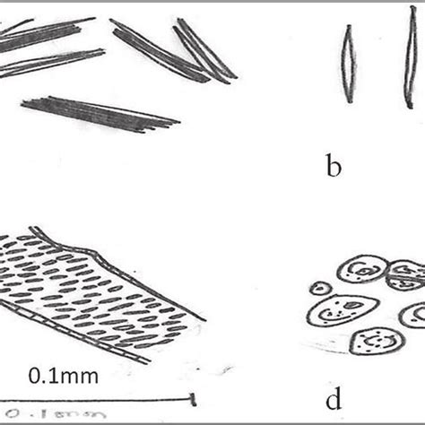 A And B Ts Of Root Of A Racemosus Willd And 10× E Epidermis Ct