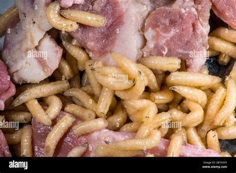 From Maggots Pork