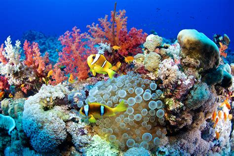 Ocean Underwater Coral Reef
