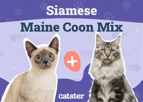 Siamese Savannah Siamese Maine Coon Mix Info Pictures Care And Traits