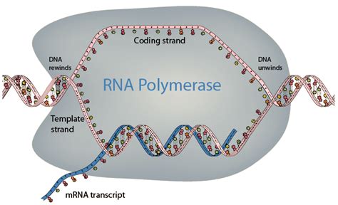 Messenger Rna Biology