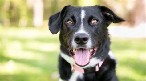Border Collie Pitbull Mix Borderbull Breed Information Canine Journal