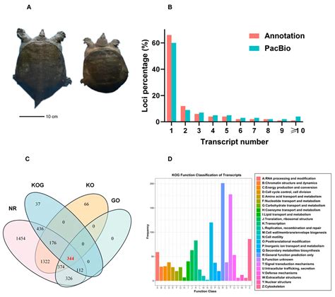 Single Molecule Real Time Sequencing For Identifying Sexual Dimorphism