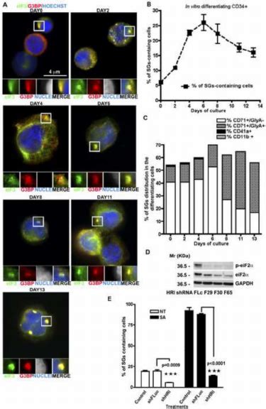 Cd34 Erythroid Precursor Cells Assemble Hrip Eif2 α Induced Sgs