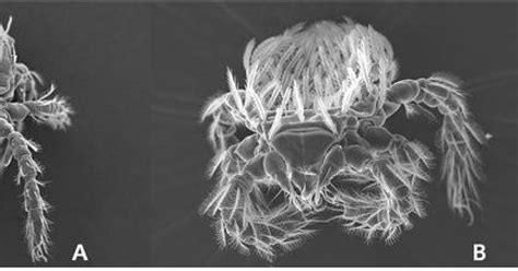 11월 집중발생하는 쯔쯔가무시 이것만 지켜도 예방