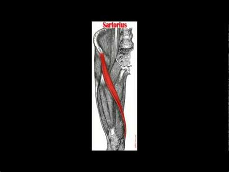 Sartorius Muscle Anatomy And Physiology Youtube