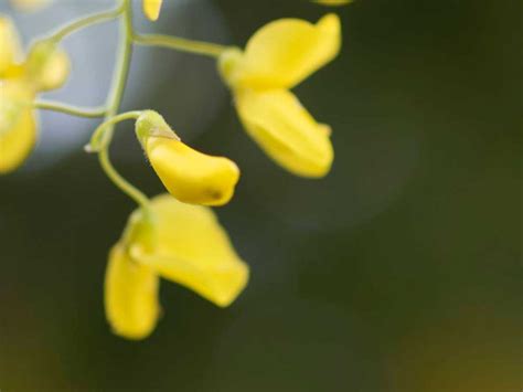 Gullregn Moseplassen