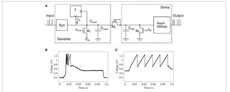 Two Compartment Thalamic Relay Neuron Model A Neuron