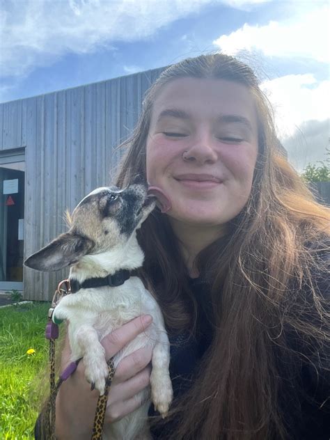 Pixie Cotswolds Dogs And Cats Home