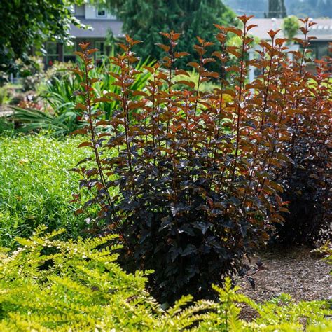 Physocarpus Opulifolius Panther® Ninebark From Saunders Brothers Inc