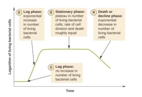 Exam 2 Microbiology Flashcards Quizlet