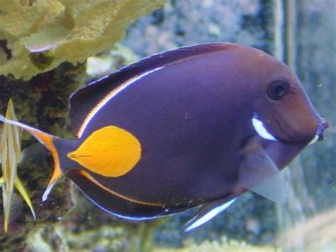 Acanthurus Achilles Tang The Most Handsome Tang In The Aquarium