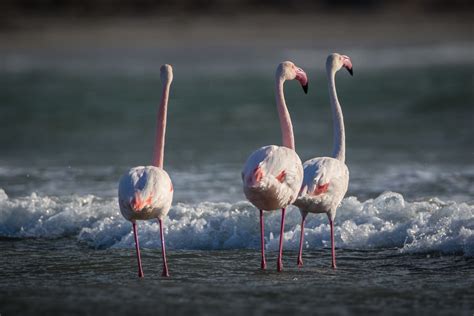 Flamingo Marine Wading Greater Flamingo Phoenicopterus Ro… Flickr