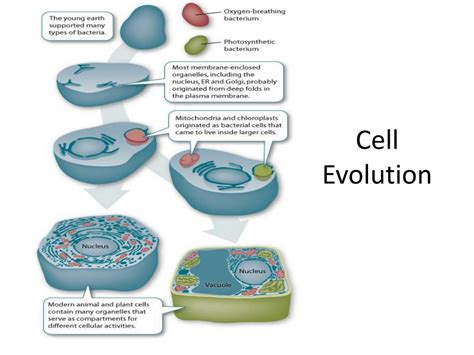 Ppt Cell Biology Powerpoint Presentation Free Download Id2239958