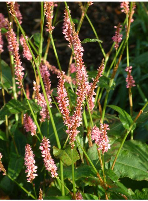 Persicaria Amplexicaulis Rosea The Beth Chatto Gardens